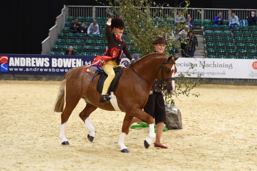 £300 pony is crowned HOYS Lead Rein Pony of Hunter Type of the Year ...