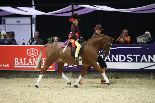 The Lead Rein Pony of Hunter Type of the Year welcomes brand new ...