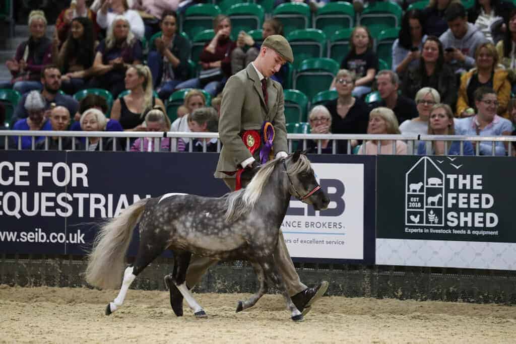 Sibling success in the Miniature Horse of the Year Championship – Horse ...