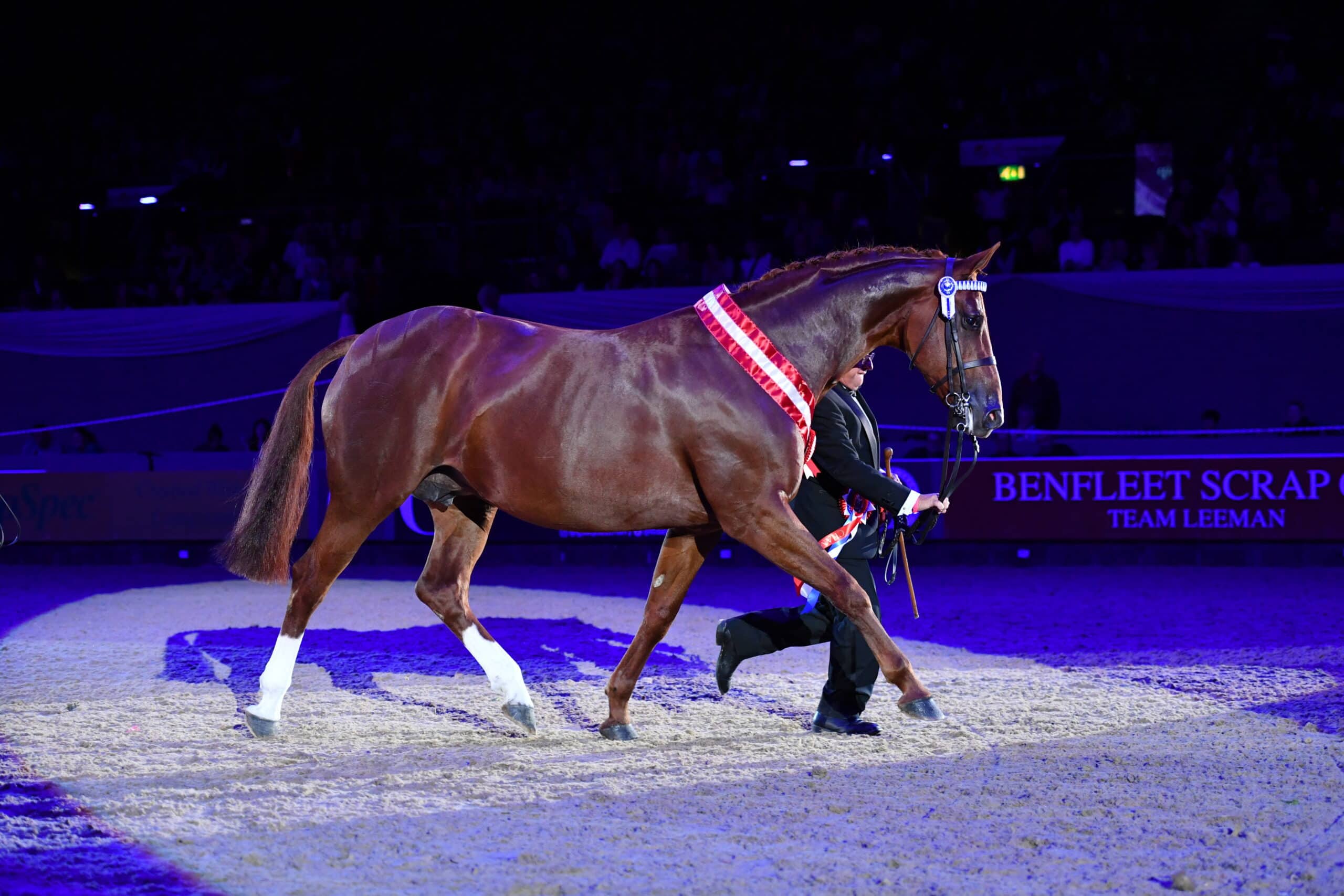 Great British In-Hand Show leading into The Price Family Supreme In ...