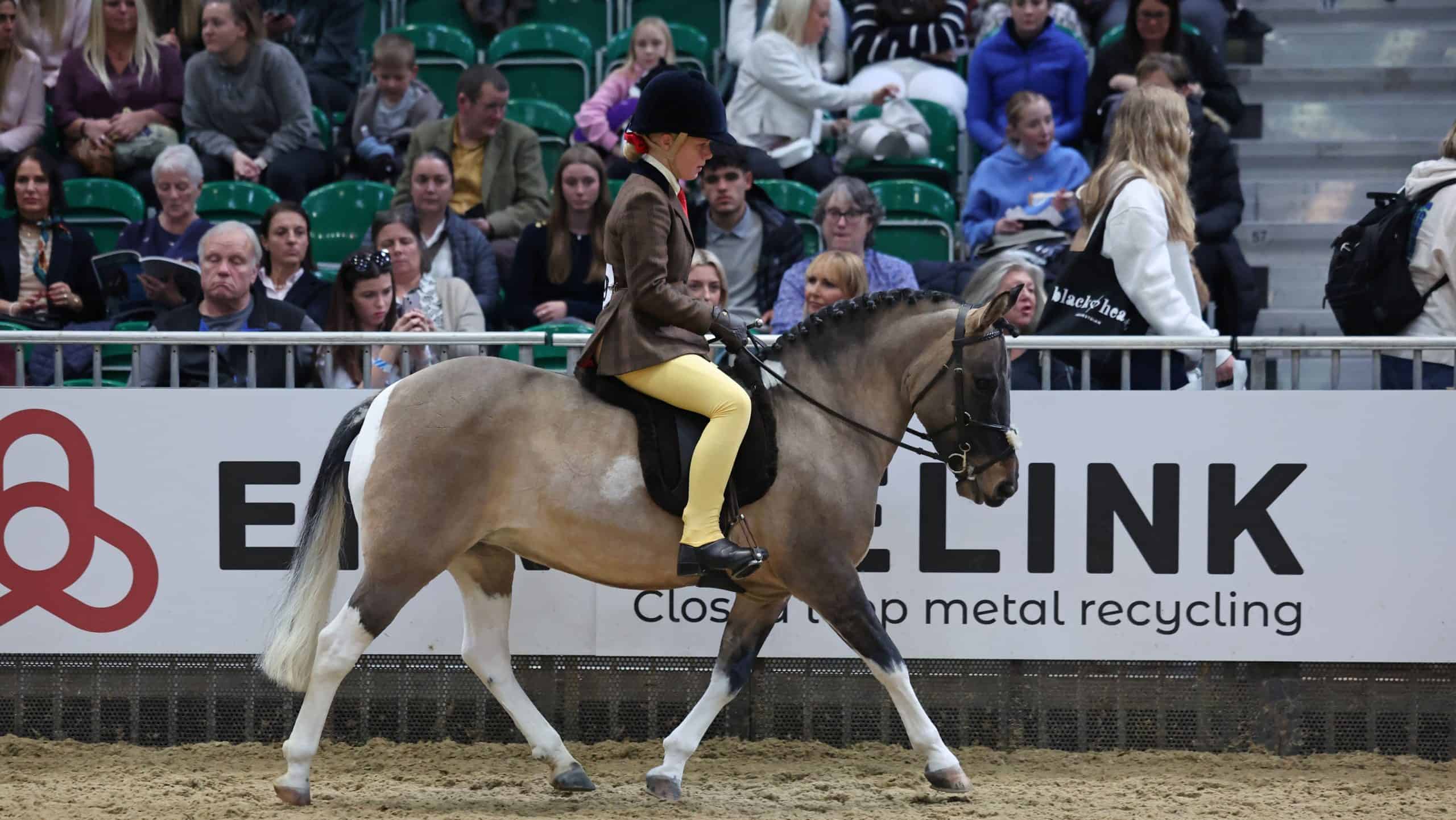 Hacks and Mountain & Moorland Ponies are Crowned Champions on Day Two ...